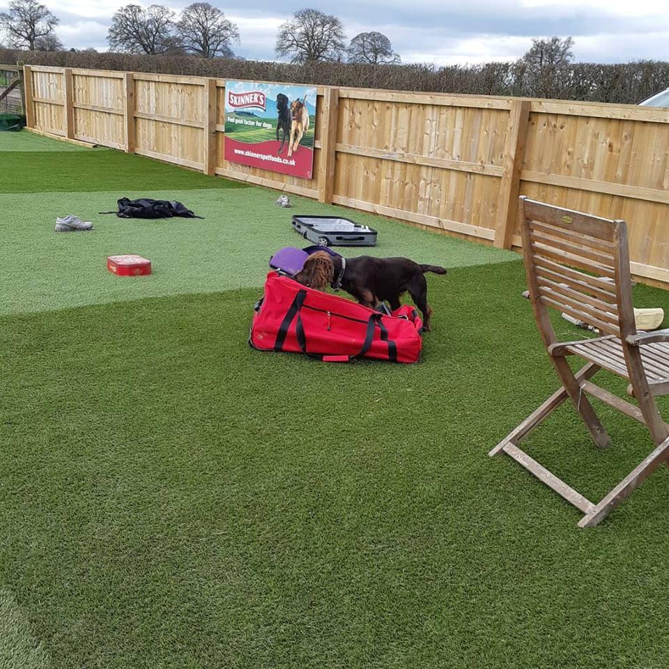 Dog Scent Training - Scent Work And Engagement